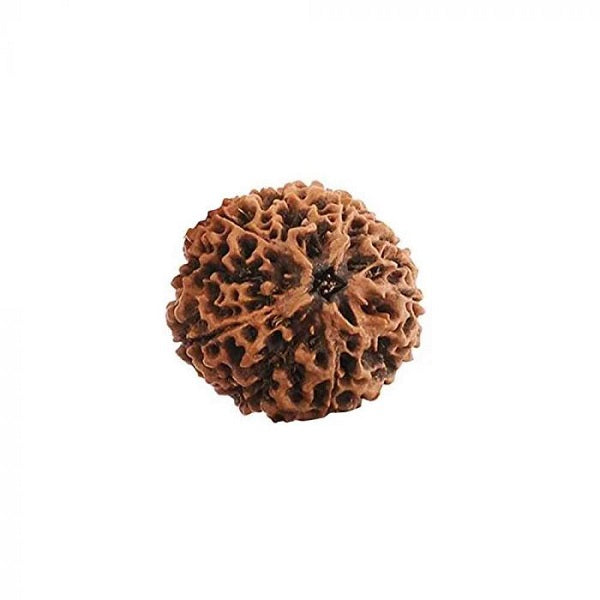 Buy 5 Mukhi Rudraksha Original | Panchmukhi Rudraksha Price | 5 Mukhi ...